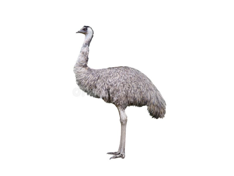 Emu isolated on white stock image. Image of biped, bird - 320487629
