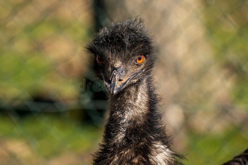An emu in its enclosure stock image. Image of looking - 312091483