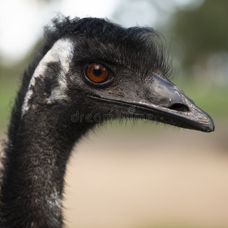Emu by Itself Outdoors during the Daytime. Stock Image - Image of ...