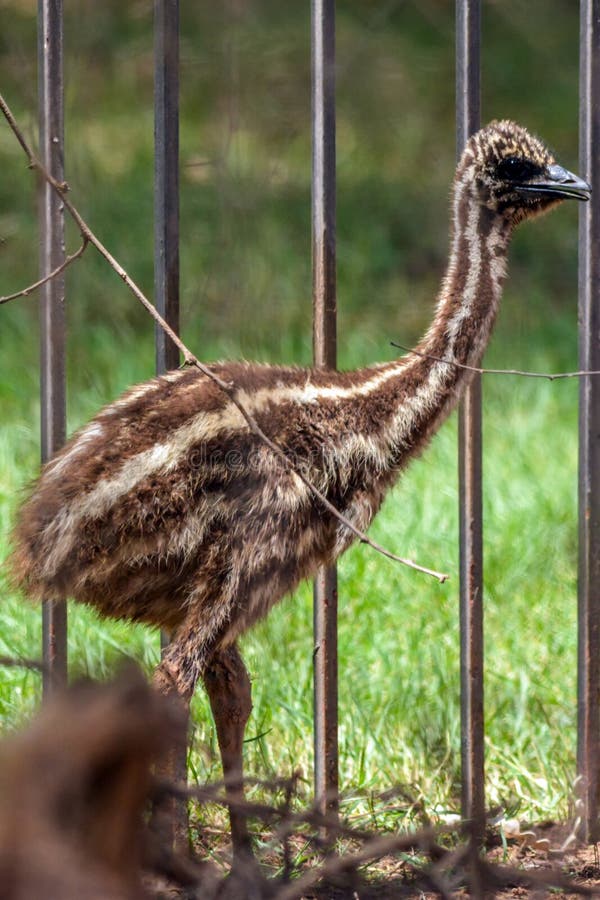 Emu stock photo. Image of cute, large, landscape, legs - 134422308