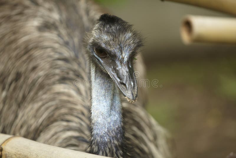 Emu stock image. Image of curiosity, closeup, african - 32652185