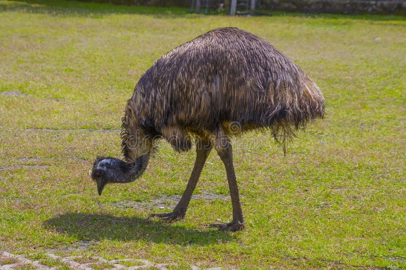 1,000 Male Emu Stock Photos - Free & Royalty-Free Stock Photos from ...