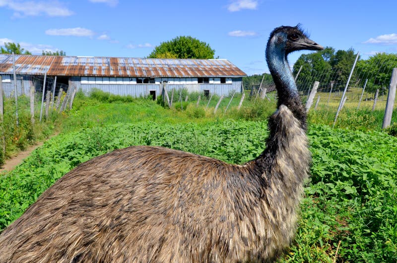 The emu stock image. Image of head, farm, fluffy, animal - 50960017