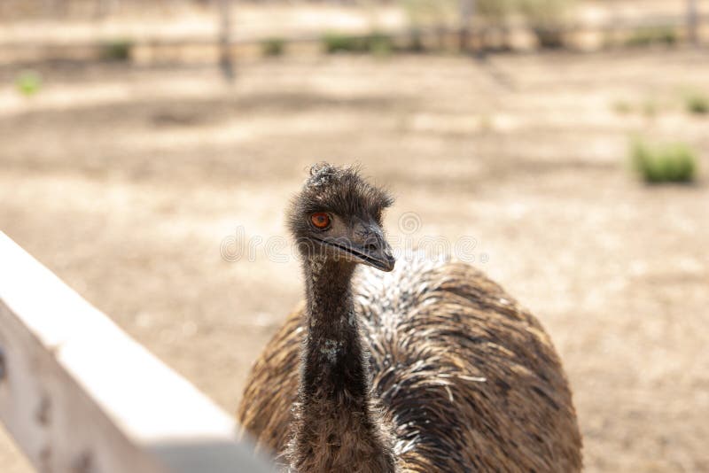 Emu at local zoo stock photo. Image of animals, kids - 254815846
