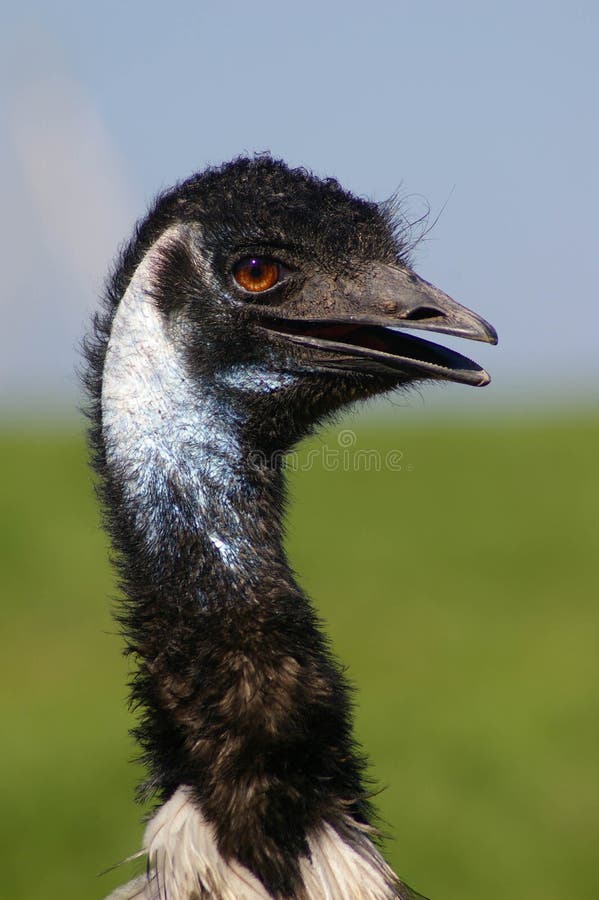 Emu stock photo. Image of neck, bird, smiling, beak, head - 50057240