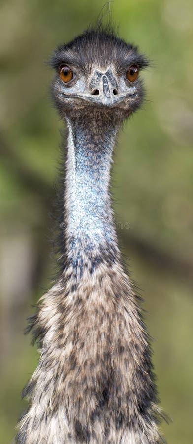 Emu looking at camera stock photo. Image of birds, head - 239336544