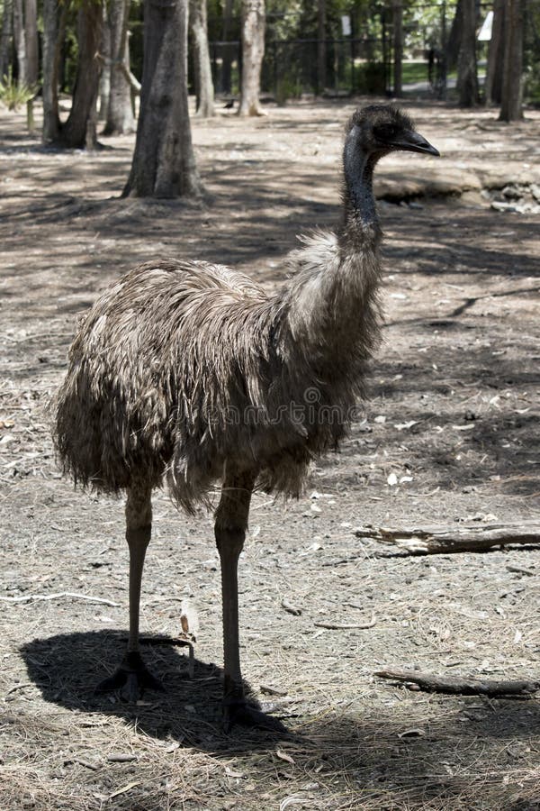 The Emu is Walking through the Woods Stock Image - Image of bill ...