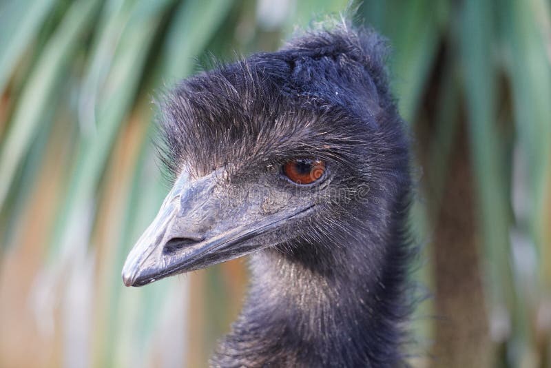 Emu Looking Out at the World Stock Photo - Image of aves, casuariidae ...