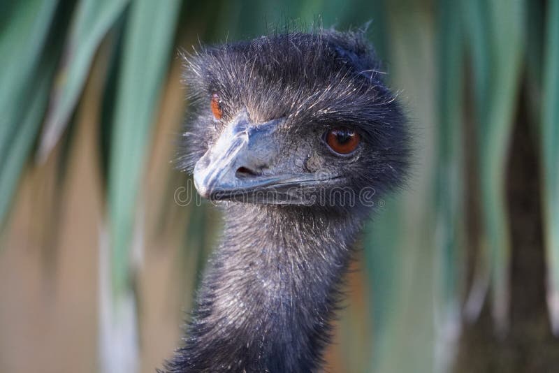 Emu Looking Out at the World Stock Image - Image of head, ratite: 169883415