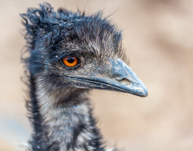Emu Looking Right Closeup stock photo. Image of walking - 49037118