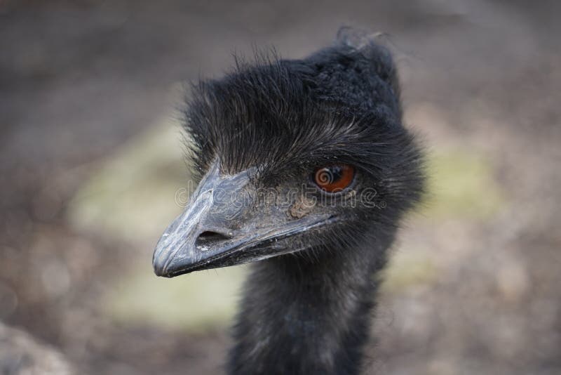 Emu looking at the world stock image. Image of casuariidae - 173603205