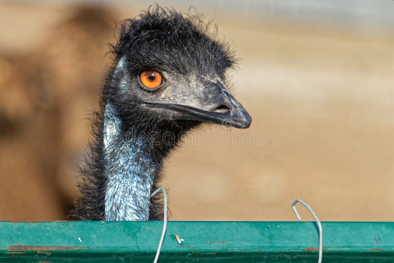 An Emu Looks Outside Its Cage Stock Photo - Image of visit, head: 262289172