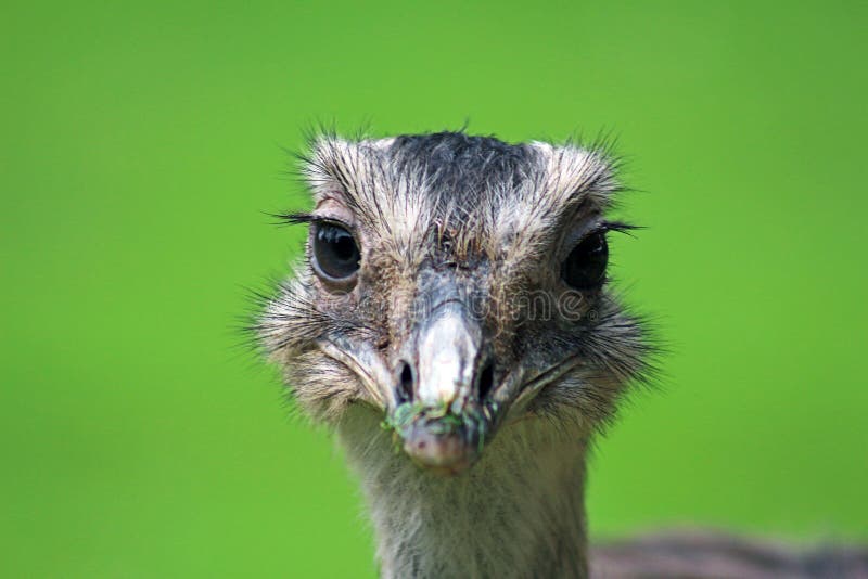 Emu stock photo. Image of australia, wildlife, pretty - 58644690