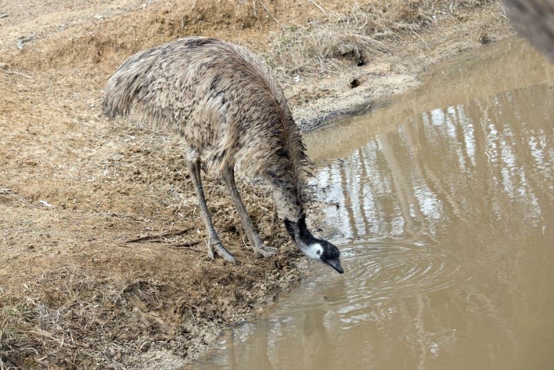 The Emu is Lowering His Head To Water Stock Image - Image of feathers ...