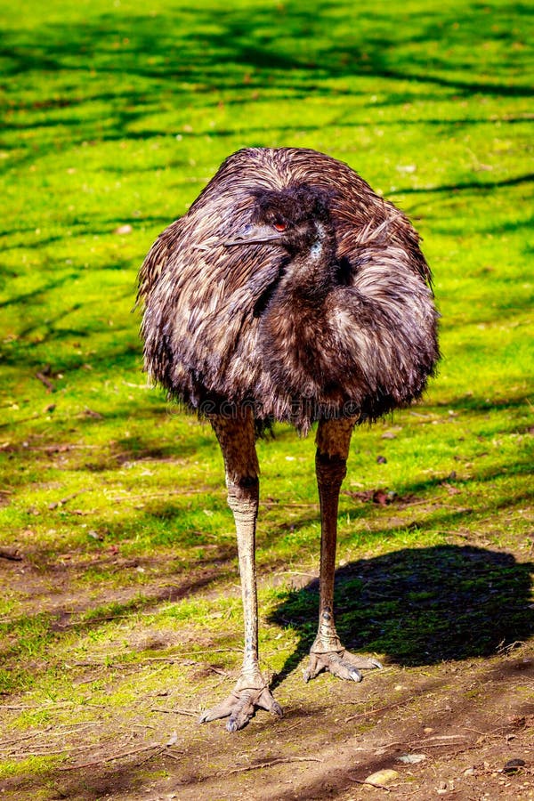 Emu on Meadow stock photo. Image of birds, nature, united - 69090248