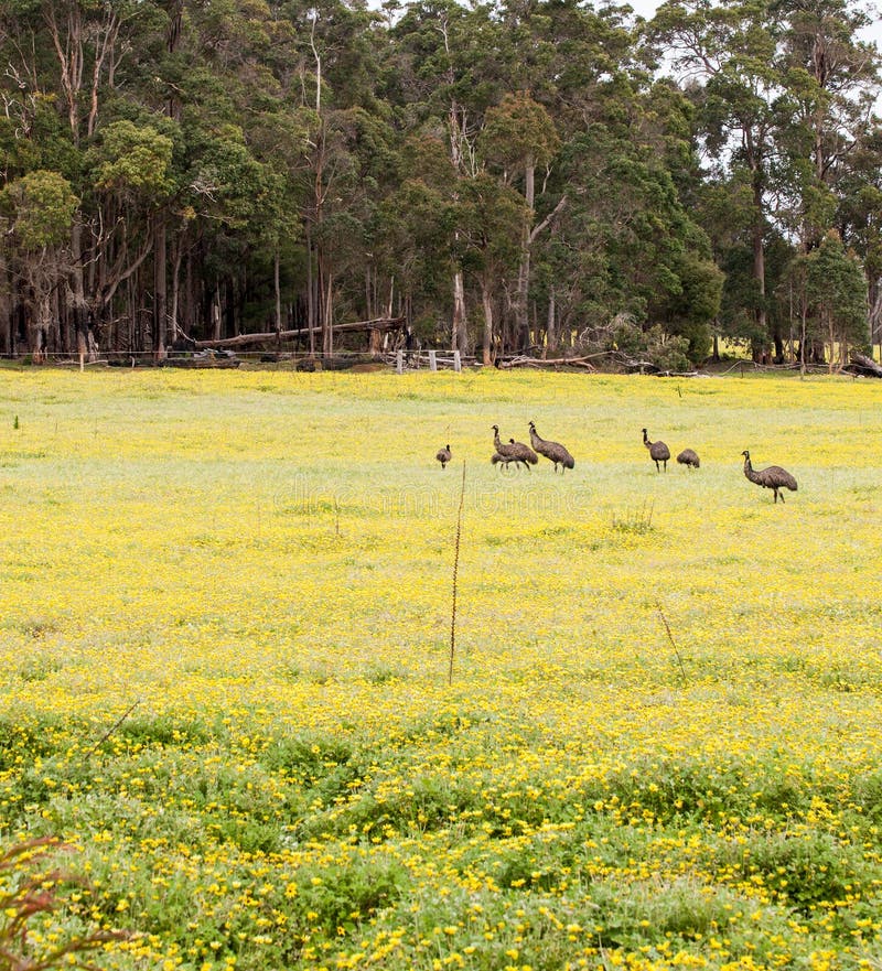 Emu in meadow stock photo. Image of unable, large, native - 65934100