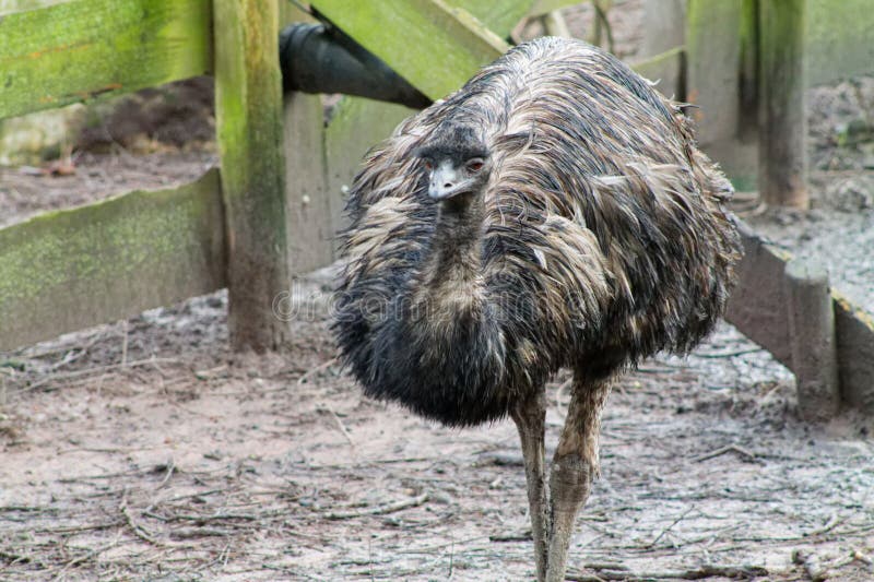 Emu in a Natural Enclosure stock photo. Image of avifauna - 372567054