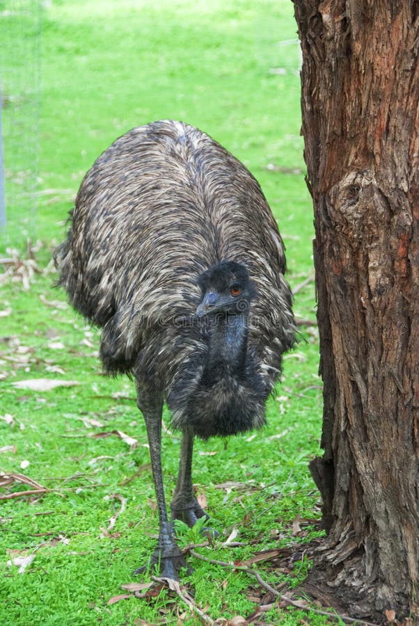 Emu next to tree stock photo. Image of walk, bird, tree - 43253964