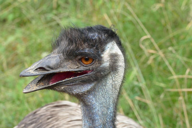 Emu stock image. Image of single, feathers, wild, endangered - 11624891