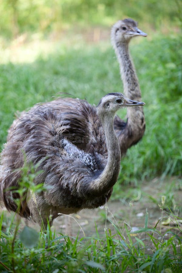 7,180 Emu Fotos - Kostenlose und Royalty-Free Stock-Fotos von Dreamstime