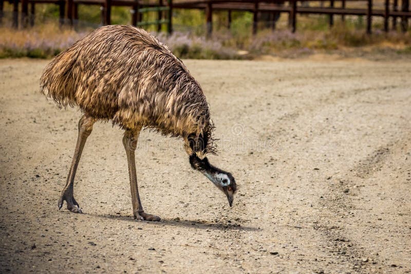 Emu in the open stock photo. Image of birds, wild, famous - 266598186