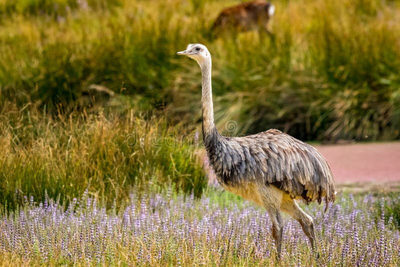 Emu in the open stock image. Image of location, grass - 266598203