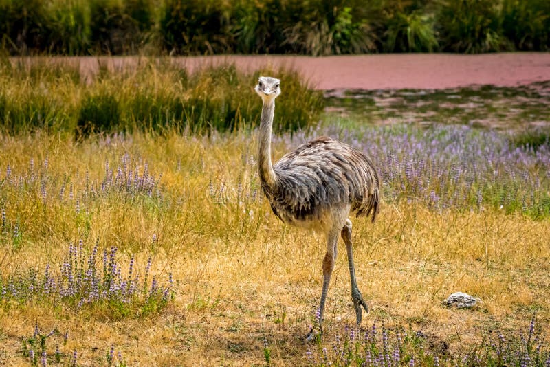 Emu in the open stock image. Image of north, place, birds - 266598273