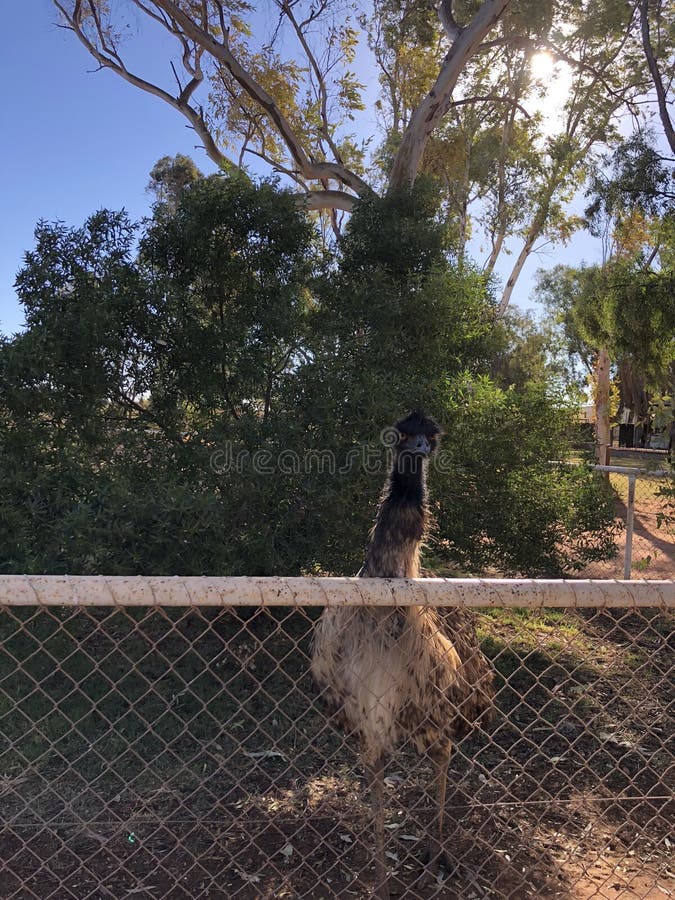 Emu in the Outback Australia Stock Image - Image of central, canyon ...