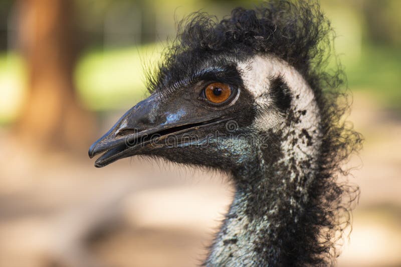 Emu by Itself Outdoors during the Daytime. Stock Image - Image of ...