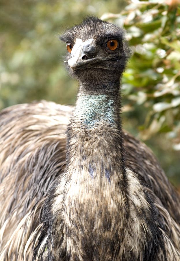 Emu Portrait stock photo. Image of curious, head, avian - 10991326