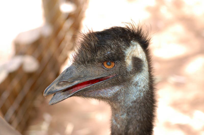 Emu portrait. stock image. Image of wild, head, nose - 18276163