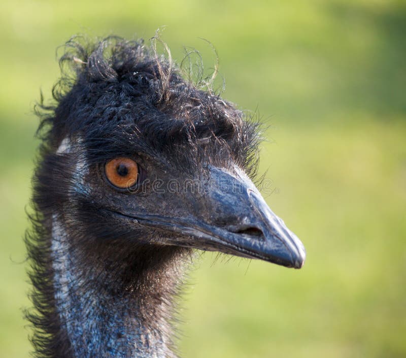 Angry Emu Stock Photos - Free & Royalty-Free Stock Photos from Dreamstime