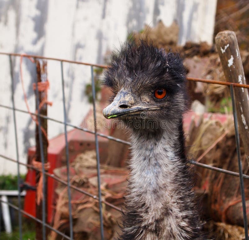 Emu Portrait stock image. Image of fence, animal, barn - 21852409