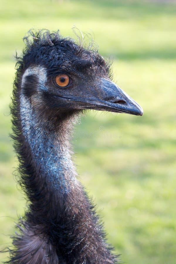 Angry Emu Stock Photos - Free & Royalty-Free Stock Photos from Dreamstime