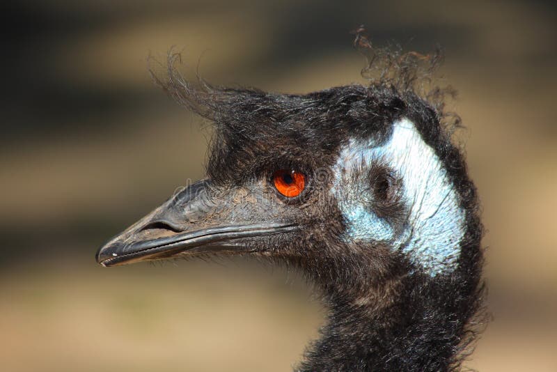 Emu head close-up stock photo. Image of beak, creature - 31540452