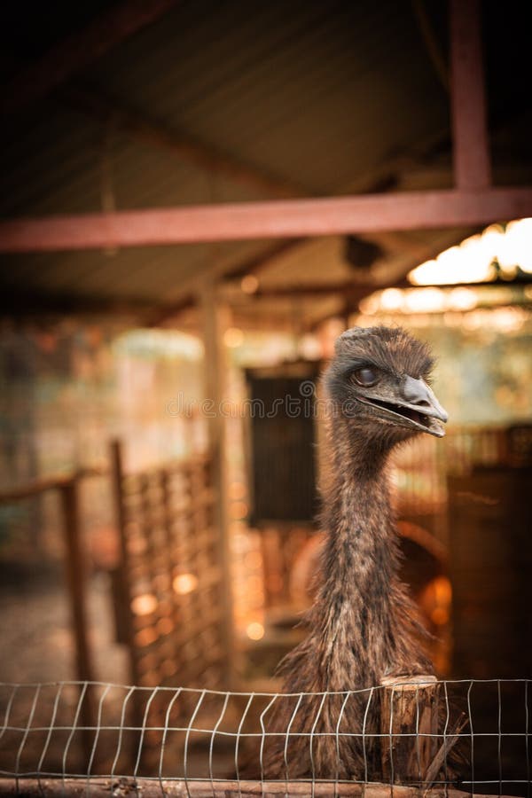 Emu Portrait Captured in a Rustic Farm Setting during the Golden Hour ...