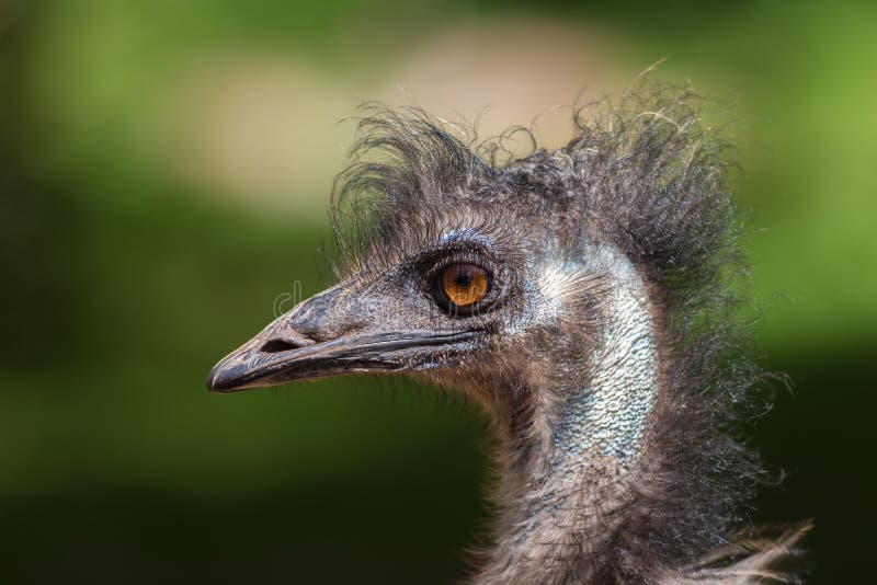 Emu's Bad Hair Day stock photo. Image of look, closeup - 12783000