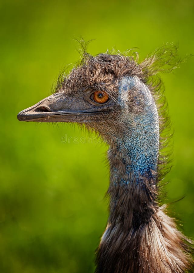 Emu Portrait stock photo. Image of vertical, close, windswept - 32013384