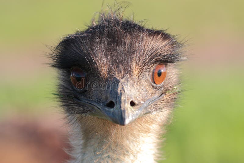 Emu portrait stock image. Image of novaehollandiae, face - 60925833