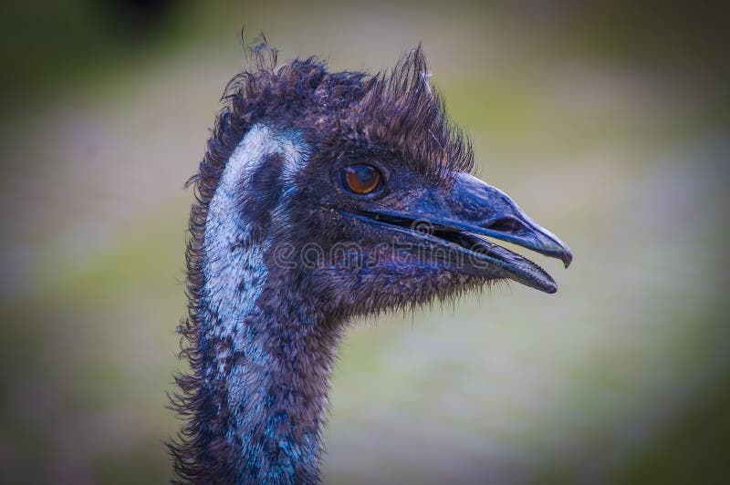 Emu portrait stock image. Image of feathers, portrait - 71071651