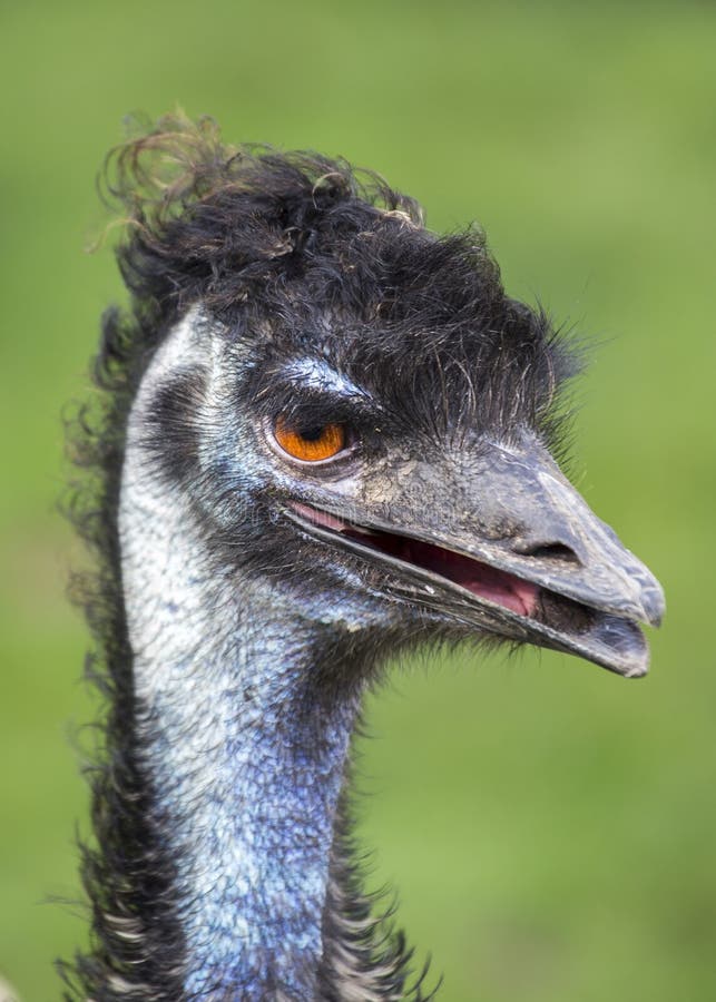 Emu Portrait stock photo. Image of portrait, mojo, color - 48453662