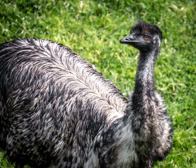 Emu in profile from above stock photo. Image of animal - 249312450