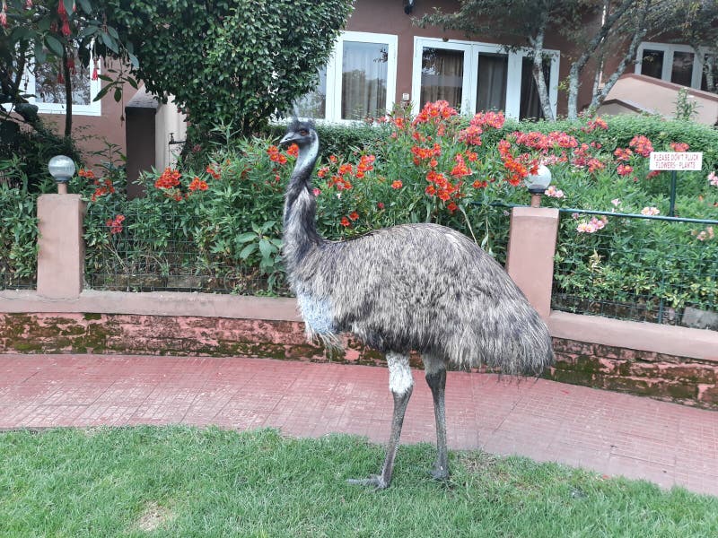 Emu in a resort stock image. Image of strolling, garden - 137889215