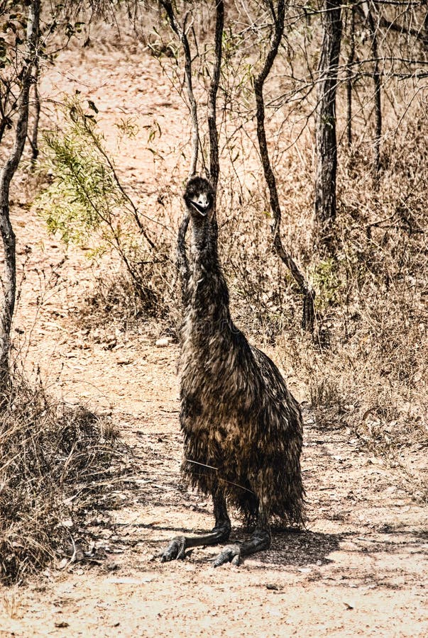 Emu resting stock photo. Image of arid, animal, outdoors - 192438944