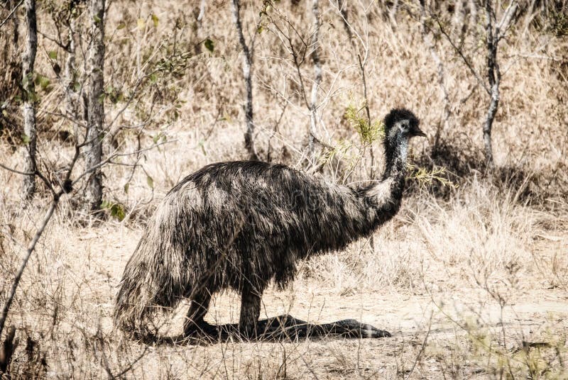 Emu resting stock image. Image of landscape, animal - 192438947