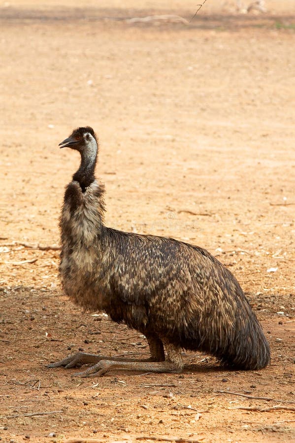 Emu resting stock image. Image of native, animal, feathers - 83690457