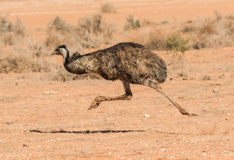 180 Emu Running Stock Photos - Free & Royalty-Free Stock Photos from ...