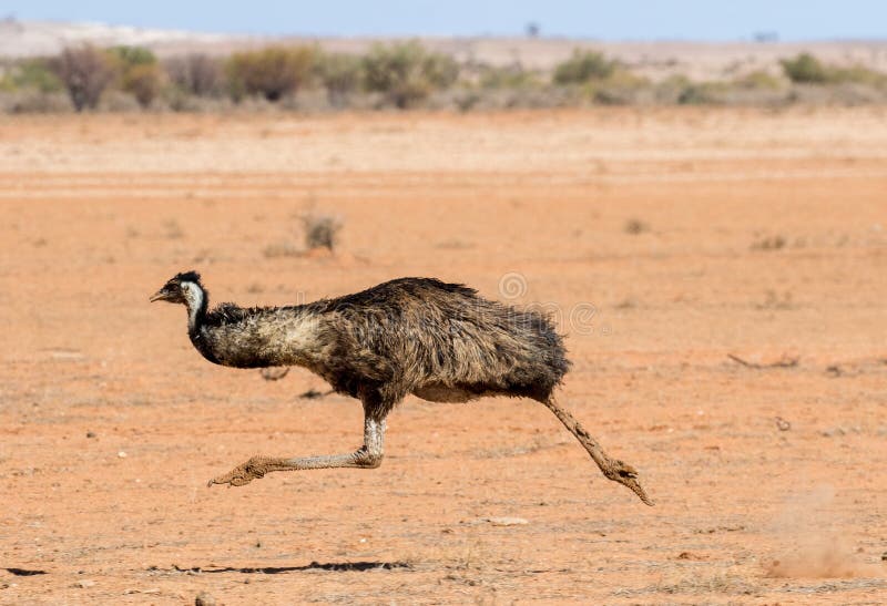 180 Emu Running Stock Photos - Free & Royalty-Free Stock Photos from ...