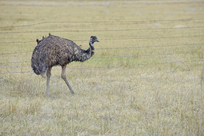 Emu in rural environment stock photo. Image of landscape - 41195348