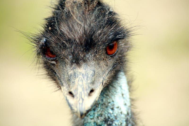 Crazy Emu stock photo. Image of scary, giant, crazy, large - 13082348